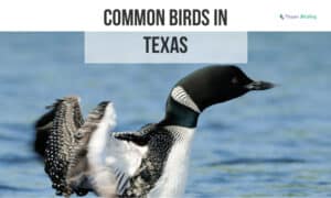 17 Most Common Birds in Texas - identification Guide