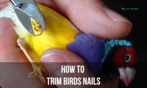 How to Trim Birds’ Nails Properly? - 4 Easy Steps