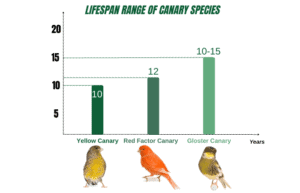 How Long Do Canaries Live? - Average Lifespan