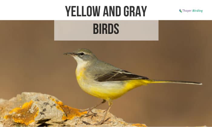 Yellow And Gray Birds What Are They And Where Do They Live