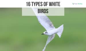 16 Types of White Birds (w/Pictures)