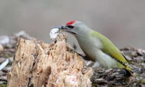 How Do Birds Eat? - Understanding Bird Digestion