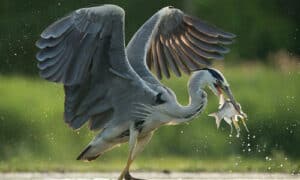 6 Bird Beak Types and What They Eat