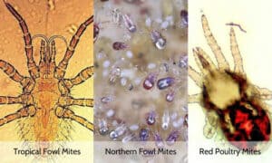 How Long Can Bird Mites Live without a Host?