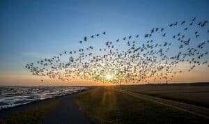 Do Birds Know When a Storm is Coming? How?