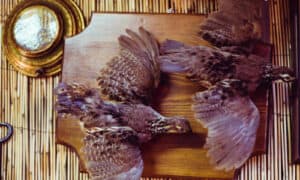 How to Preserve Bird Wings? - 6 Simple Ways