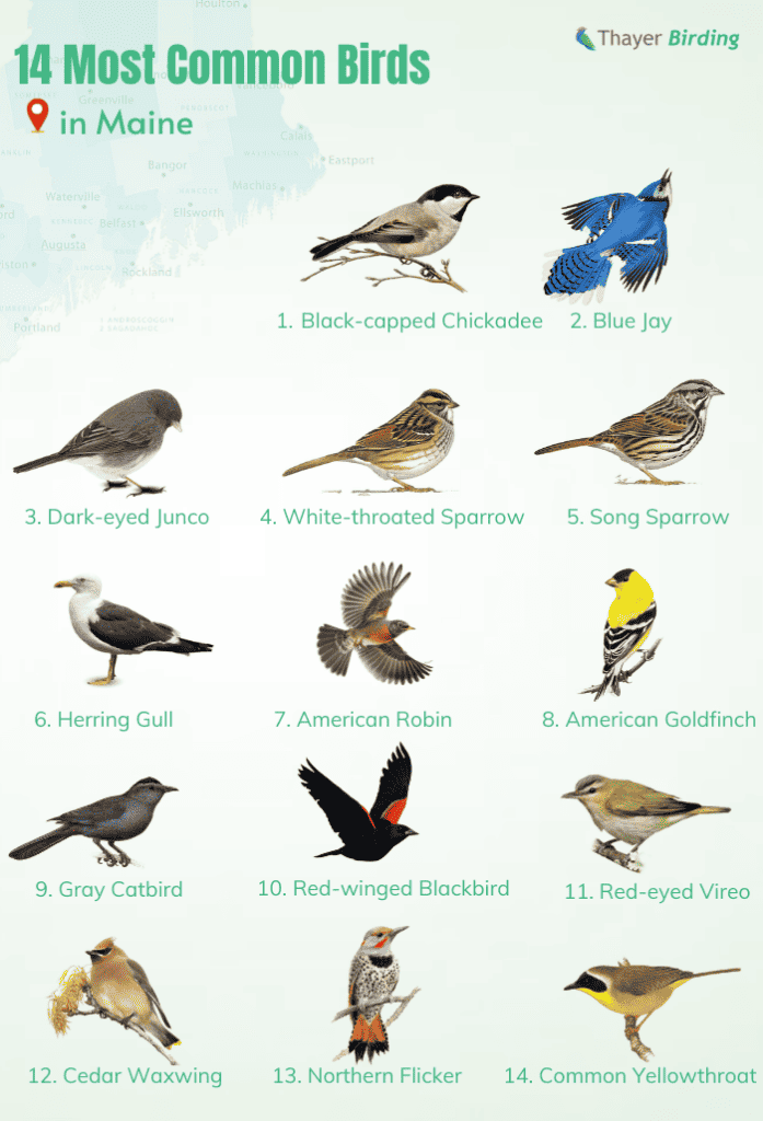 14 Most Common Birds in Maine (w/Pictures)