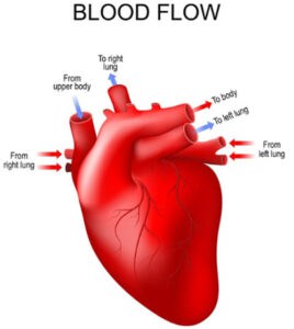 How Many Chambers Does a Birds Heart Have?