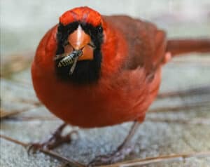 What Do Cardinals Eat in the Winter?