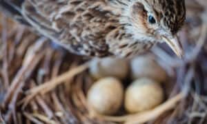 How Long Do Sparrow Eggs Take to Hatch?
