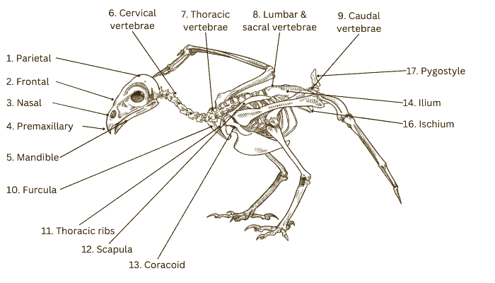 How Many Bones Does a Bird Really Have?