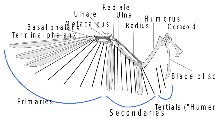 How Many Bones Does a Bird Really Have?