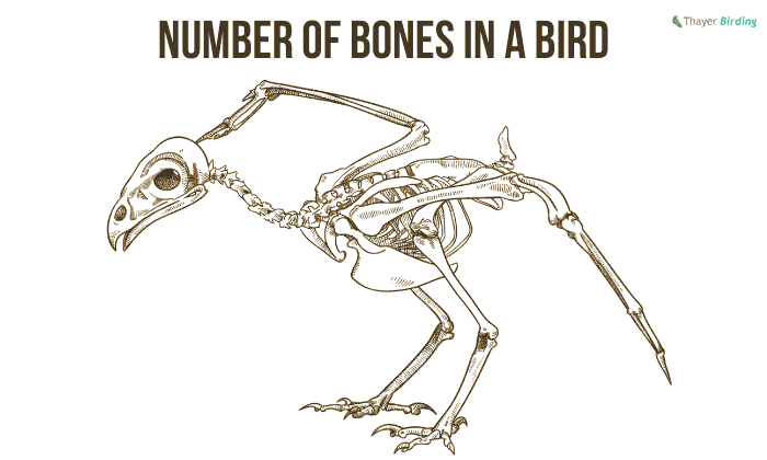 Bird Tapping on Window Every Morning: Meaning, Causes & More Bird Tapping on Window Every Morning: Meaning, Causes & More